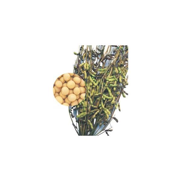 作りやすい晩生の秋大豆。味噌や煮物に最適です。