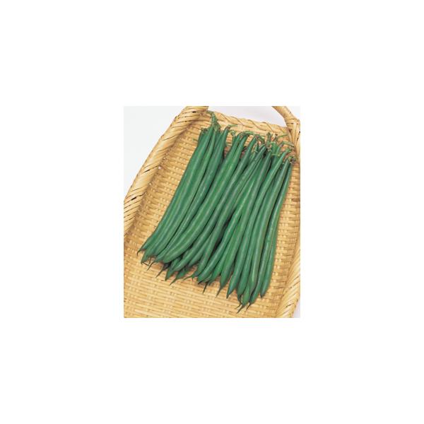 極濃緑莢でたくさんとれる人気のつるなしインゲン！！