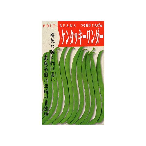 病気に強く作りやすい家庭菜園に最適の豊産種インゲン！栽培用意で安定した収穫が得られる有種の代表品種。莢は淡い緑色で丸平莢で、長さが15〜20ｃｍにもなり、尺5寸菜豆とも呼ばれています。すじがなくやわらかで甘味に富み、食味は抜群です。