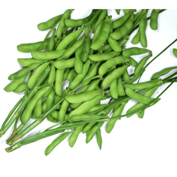 ●鮮緑色の大莢で着莢がよく食味のよい白毛早生品種です。●草丈は、直播栽培で40cm前後。徒長せず、倒伏しにくいです。●莢は大きく、3粒莢の比率が極めて高いです。●茶豆風味の芳香と、甘みがあります。登録品種(登録名　陽恵)海外持出禁止(公示(...