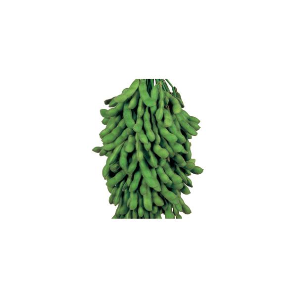 ・葉は濃緑色で、茎が太く作りやすい。・草丈がやや低く分枝が少ない。・莢は鮮緑色で退色が遅い。