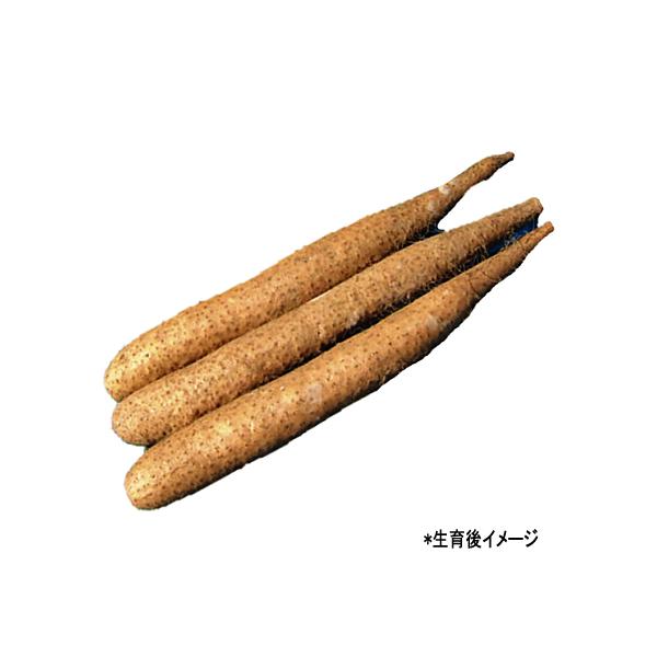 北アルプスのふもと(標高600〜1.000m)の高原で収穫された種長芋。平均気温約11度のさわやかな気候で、火山灰と赤土砂が混ざり合った水はけの良い土壌で栽培された品種。独特の粘りとコクを持ち、胃粘膜の保護や風の予防に良いとされている栄養素...