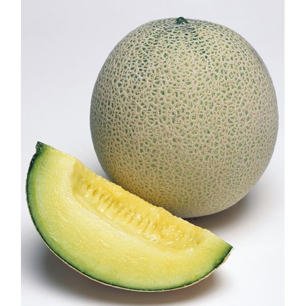 ハウス・トンネル栽培向けの緑肉ネットメロン。糖度は平均15度以上と高く、品質が安定する。果肉の日もちがよく、熟期は53〜55日程度で収穫できる。低温期の作型でもつる伸びは早く、草勢が安定して肥大性にすぐれる。果形は高球にそろい、ネットが密に...