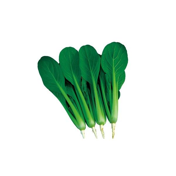 鮮やかなテリの濃緑ののべ葉で、夏場の高温乾燥下でもカッピングしにくく栽培が容易。<br>極濃緑の軸は上まで太く、葉先も揃うのでボリュームがあり荷姿がきれい。<br>梅雨時や秋の長雨などの日照不足下でも徒長しにくく太軸...