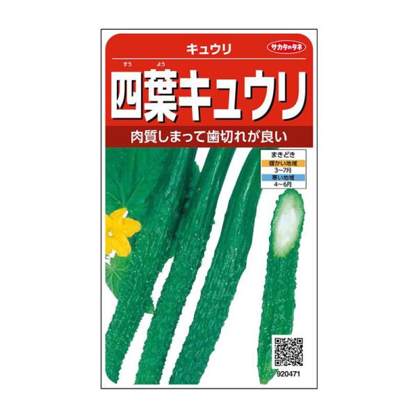 支柱立てのいらない、地這づくり用の品種です。暑さに強く、春きゅうりが終わるころから盛んになりだします。枝分かれが多く、果実は子づるや孫づるに着きます