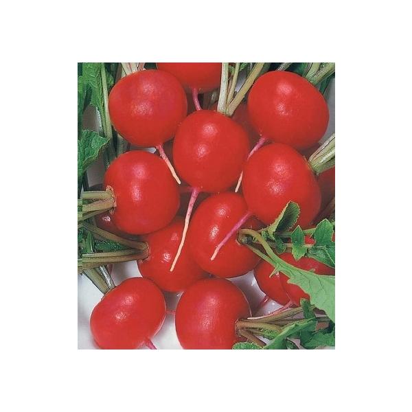 サラダに最適です