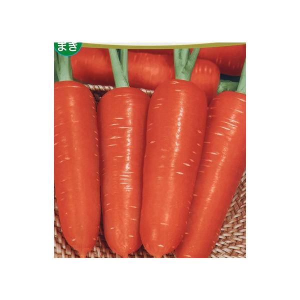 根の先まで良く太る作りやすいニンジンです