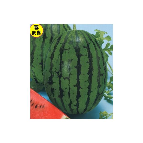 ●抜群の甘さとシャリ感の小玉スイカです。