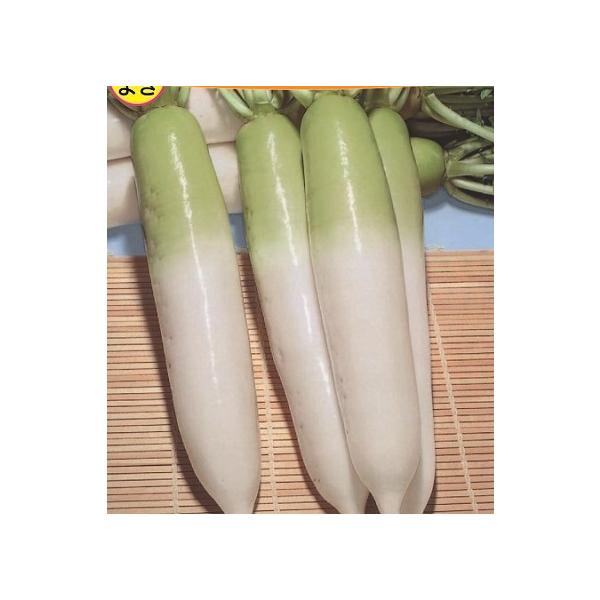 とう立ちの遅い、青首大根