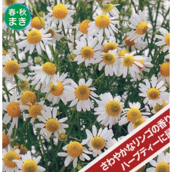 一年草のジャーマン種です。リンゴに似た甘い香りでリラックス効果があります。