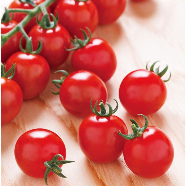 短節間で高温着果性と耐裂果にすぐれ、ヘタどれに強い高品質ミニ短節間で管理しやすく、高温期の着果性にすぐれる。裂果が少なくヘタがとれにくいので出荷率が上がる。果実サイズは20〜25gで安定しつやがある濃赤色の果実とヘタの見ばえがよく果ぞろいも...