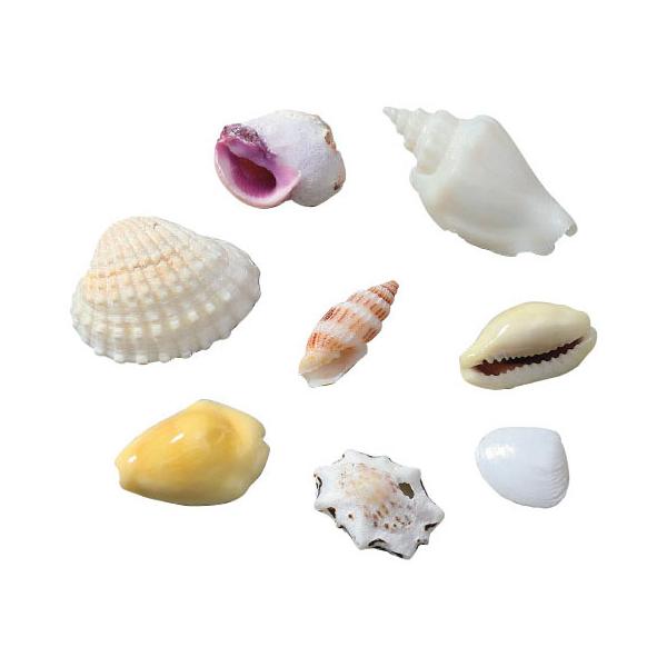 クラフトなどで使いやすい貝殻セット！●内容／約10g●サイズ／1個：30mm未満※内容はセットによって異なります。