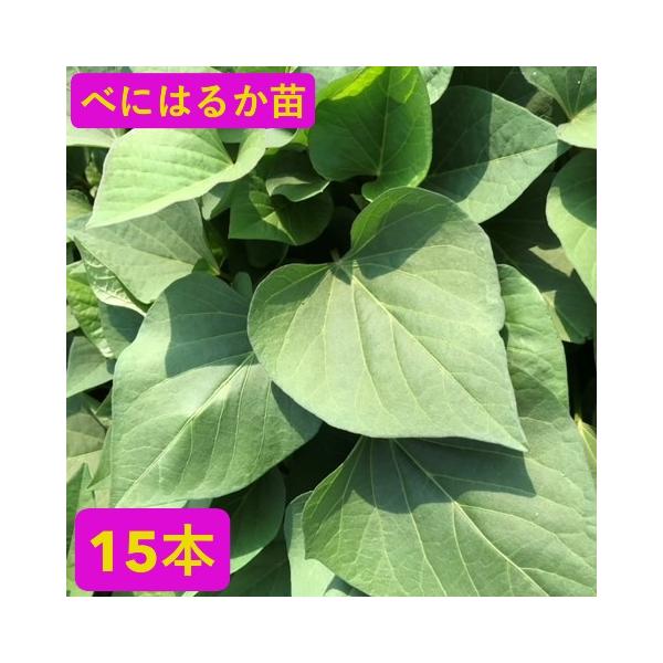 【発売日：2026年05月15日】【さつまいも苗】品種：べにはるか数量：15本生産地：茨城県那珂市産状態：切苗後に消毒をして発送いたします。発送時期 : 5月中旬〜順次発送配送方法 : ゆうパック【正規登録販売業者】農研機構認可取得品種登録...