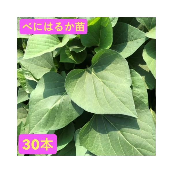 【発売日：2026年05月15日】【さつまいも苗】品種：べにはるか数量：30本生産地：茨城県那珂市産状態：切苗後に消毒をして発送いたします。発送時期 : 5月中旬〜順次発送配送方法 : ゆうパック【正規登録販売業者】農研機構認可取得品種登録...