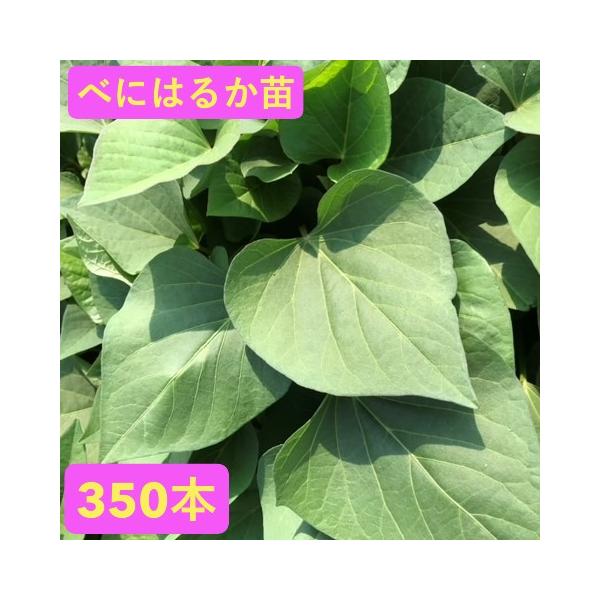 【発売日：2026年05月15日】【さつまいも苗】品種：べにはるか数量：350本生産地：茨城県那珂市産状態：切苗後に消毒をして発送いたします。発送時期 : 5月中旬〜順次発送配送方法 : ゆうパック【正規登録販売業者】農研機構認可取得品種登...