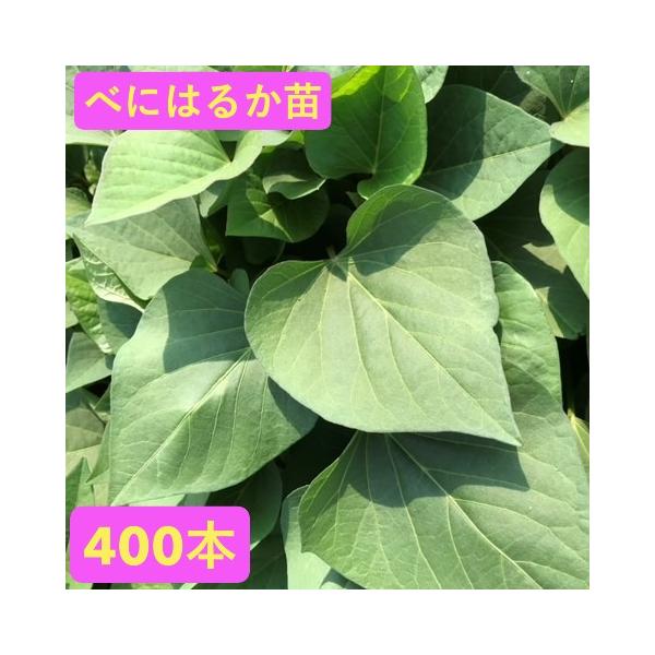 【発売日：2026年05月15日】【さつまいも苗】品種：べにはるか数量：400本生産地：茨城県那珂市産状態：切苗後に消毒をして発送いたします。発送時期 : 5月中旬〜順次発送配送方法 : ゆうパック【正規登録販売業者】農研機構認可取得品種登...
