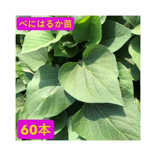 【発売日：2026年05月15日】【さつまいも苗】品種：べにはるか数量：60本生産地：茨城県那珂市産状態：切苗後に消毒をして発送いたします。発送時期 : 5月中旬〜順次発送配送方法 : ゆうパック【正規登録販売業者】農研機構認可取得品種登録...