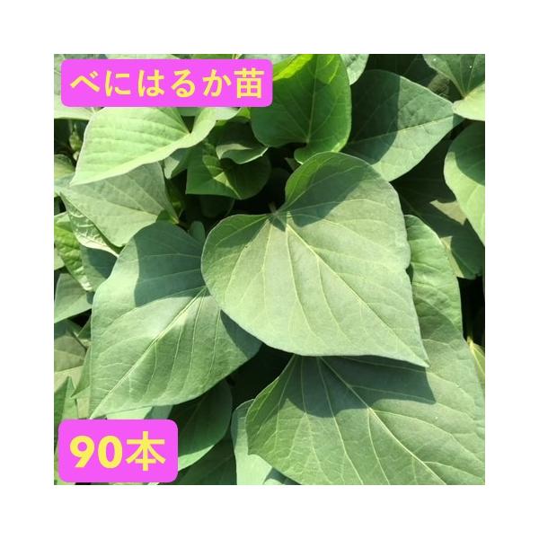 【発売日：2026年05月15日】【さつまいも苗】品種：べにはるか数量：90本生産地：茨城県那珂市産状態：切苗後に消毒をして発送いたします。発送時期 : 5月中旬〜順次発送配送方法 : ゆうパック【正規登録販売業者】農研機構認可取得品種登録...