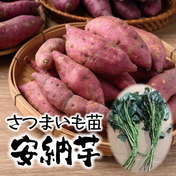 ※必ずご一読ください※《販売時期》2026年度は、4月1日より販売開始・6月上旬頃販売終了予定（苗の生育状況により早期終了の可能性あり）※出荷日は、日曜日以外（土祝日も発送）の出荷もございますので、出荷カレンダー参照ください※《到着の目安》...