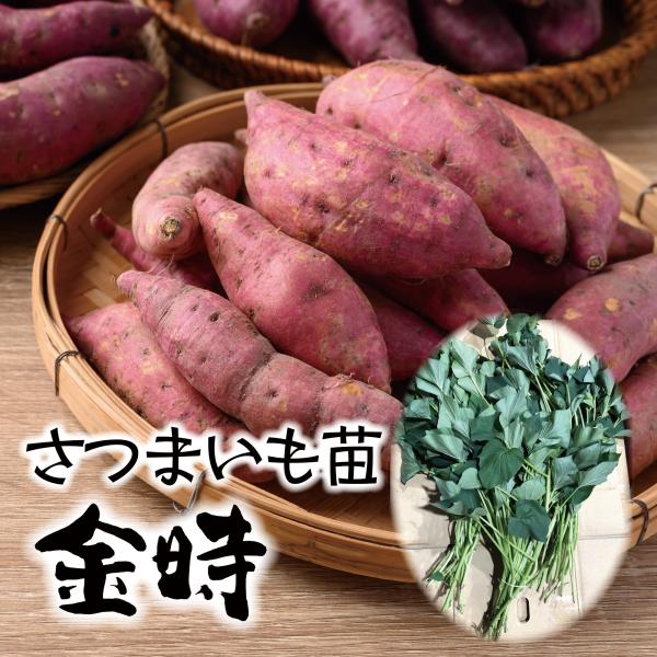 ※必ずご一読ください※《販売時期》2026年度は、4月1日より販売開始・6月上旬頃販売終了予定（苗の生育状況により早期終了の可能性あり）※出荷日は、日曜日以外（土祝日も発送）の出荷もございますので、出荷カレンダー参照ください※《到着の目安》...