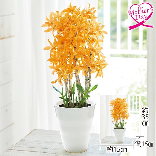 母の日 ギフト 鉢植え 花 デンドロビウム『ファイヤーバード』 いなげや プレゼント 2026 70代 60代 メッセージカード 高級 人気【商品内容】デンドロビウム「ファイヤーバード」（4号）、陶器鉢幅約15cm×奥行約15cm×高さ約3...