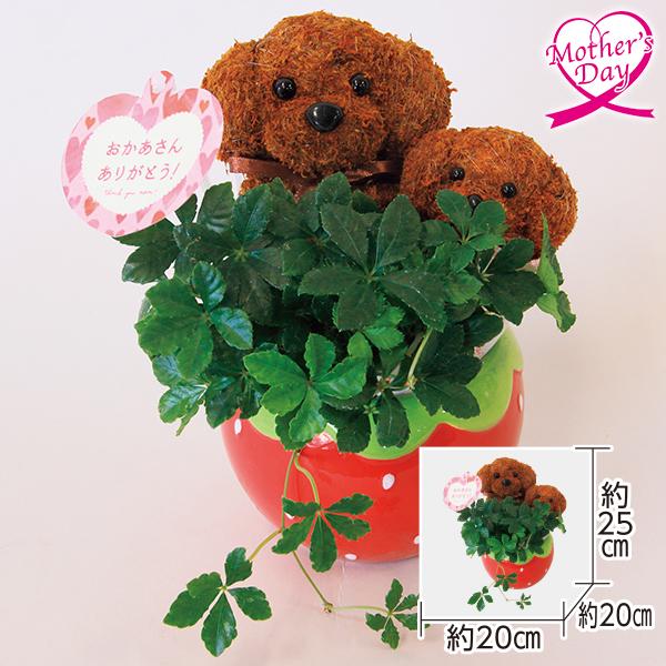 母の日 ギフト 鉢植え 花 鉢『トピアリーアレンジプードル』 いなげや プレゼント 2026 70代 60代 メッセージカード 高級 人気【商品内容】シュガーバイン、水苔トピアリー、ピック、ラッピング、陶器幅約20cm×奥行約20cm×高さ...