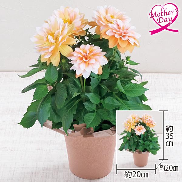 母の日 ギフト 鉢植え 花 ダリア『ラベラ・グランデ（キャラメル）』 いなげや プレゼント 2026 70代 60代 メッセージカード 高級 人気【商品内容】ダリア ラベラ・グランデ キャラメル（5号）、鉢カバー（樹脂製）、ラッピング幅約2...