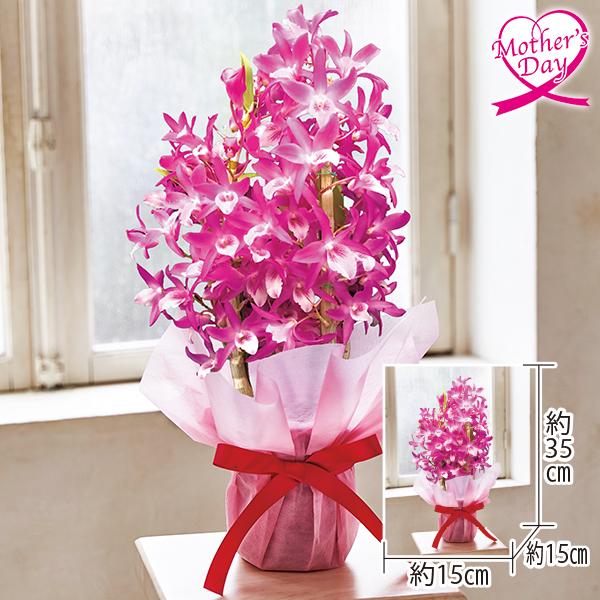 母の日 ギフト 鉢植え 花 デンドロビウム『赤ずきんちゃん』 いなげや プレゼント 2026 70代 60代 メッセージカード 高級 人気【商品内容】デンドロビウム「赤ずきんちゃん」（4号）、ラッピング、リボン幅約15cm×奥行約15cm×...