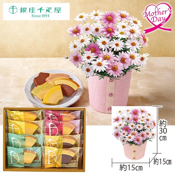 母の日 ギフト カーネーション 鉢植え スイーツ 花 マーガレット（さくらべーる）と「銀座千疋屋」銀座フルーツクーヘン 型番:C40-3 いなげや プレゼント 2026【商品内容】マーガレット5号鉢、バスケット、銀座フルーツクーヘン（イチゴ...