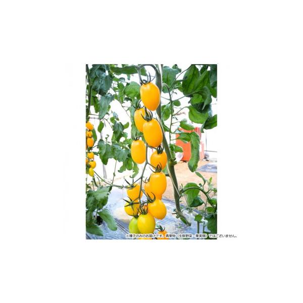 果重15〜20g程度のプラム型ミニトマト品種です。糖度10度前後と非常に高く、酸味は少なく食味良好。従来のプラム型品種と比べて果肉がしっかりしており、輸送性も優れています。1花房当たり15〜20果程度着果し、収量性も抜群。トマト黄化葉巻病や...