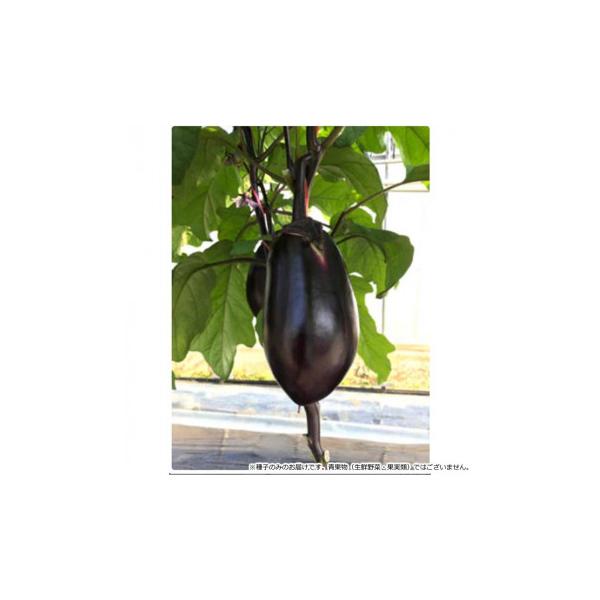 食味極上の大型丸ナスです。果実は180〜350gになる長目の大円型で収穫適期が広く、草勢は極めて強く、栽培容易です。草姿は立性で、茎は太く分枝は少ないため、倒伏しにくく誘引の手間が少ないです。肉質は緻密で歯切れ良く、漬物やソテー、煮物など様...