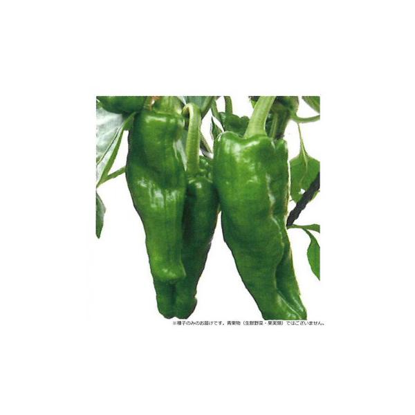 良食味の超大型ピーマン品種です。中獅子タイプで、100gから収穫でき200g以上になります。果長16cm、果径7cm前後で果肉は同型品種と比較して薄めで歯切れが良いです。草勢は強く、草姿は半立性、草丈は中型ピーマンと同等〜やや高め。分枝力は...