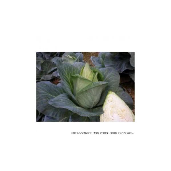 定植後65日程度で収穫可能。重量は1.3〜1.5kg。肉厚で柔らかく多汁質であり、サラダや漬物に最適である。草姿は立性、小葉で密植可能(株間25〜30cm)三角キャベツでは在圃性に優れるが、裂球するので適期収穫を心掛ける。<br&gt...