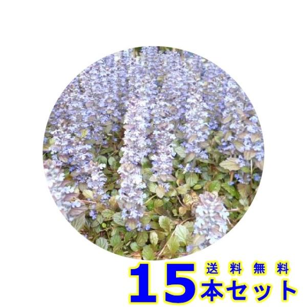 001-010003-015アジュガ (多年草)  9.0ｐ      15本   セットとなります。9.0ｐグランドカバー　下草　雑草予防春に花を多数咲かせます。根が浅いので乾燥には弱いので、直射日光の当たる場所にり半日蔭の場所でよく育ち...