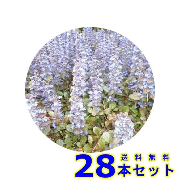 001-010003-028アジュガ (多年草)  9.0ｐ      28本   セットとなります。9.0ｐグランドカバー　下草　雑草予防春に花を多数咲かせます。根が浅いので乾燥には弱いので、直射日光の当たる場所にり半日蔭の場所でよく育ち...