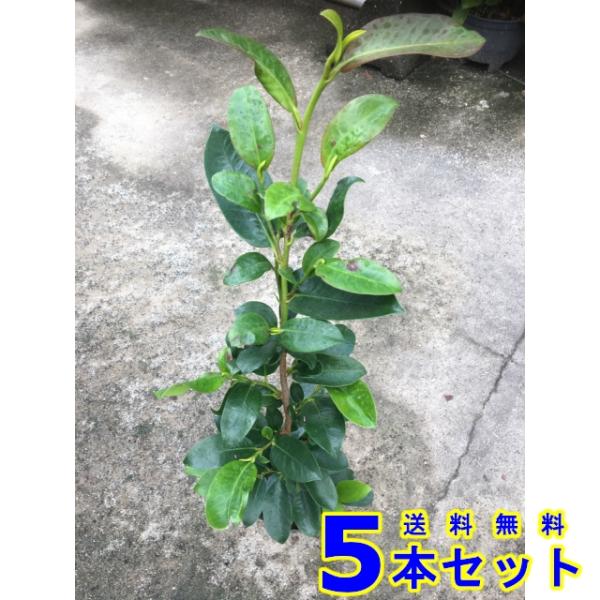 002-010021-005サカキ (榊　青芽)  15.0ｐ      5本   セットとなります。15.0ｐ植木　苗木　シンボルツリー　生垣青芽のサカキです。挿し木の商品となります。神事に用いられる。光沢があって水平に広がる枝葉は、紙垂...