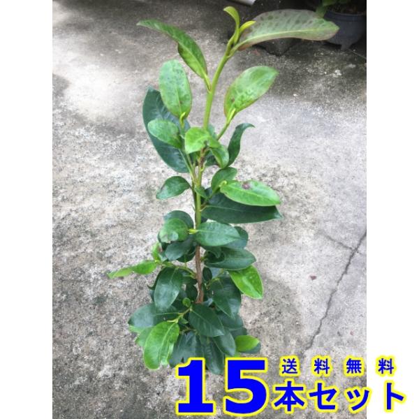 002-010021-015サカキ (榊　青芽)  15.0ｐ      15本   セットとなります。15.0ｐ植木　苗木　シンボルツリー　生垣青芽のサカキです。挿し木の商品となります。神事に用いられる。光沢があって水平に広がる枝葉は、紙...