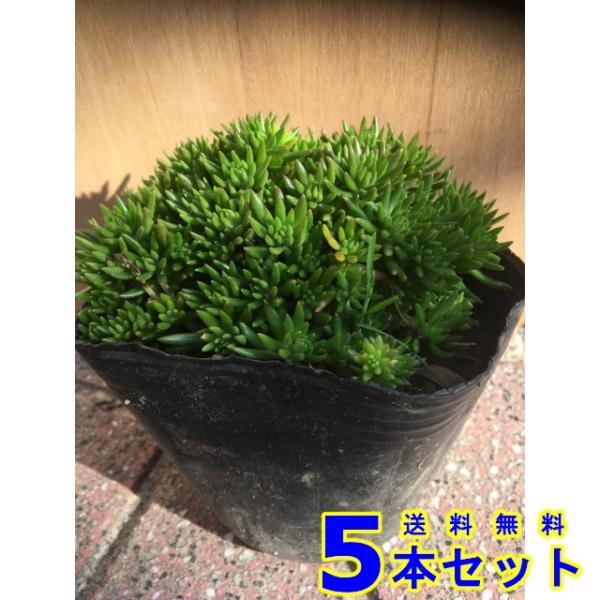 002-010029-005メキシコマンネングサ (セダム)  10.5ｐ      5本   セットとなります。10.5ｐグランドカバー　下草　雑草予防丈夫な多肉植物です。春には黄色い花、夏にはきれいな緑色、秋には紅葉と私たちを楽しませて...