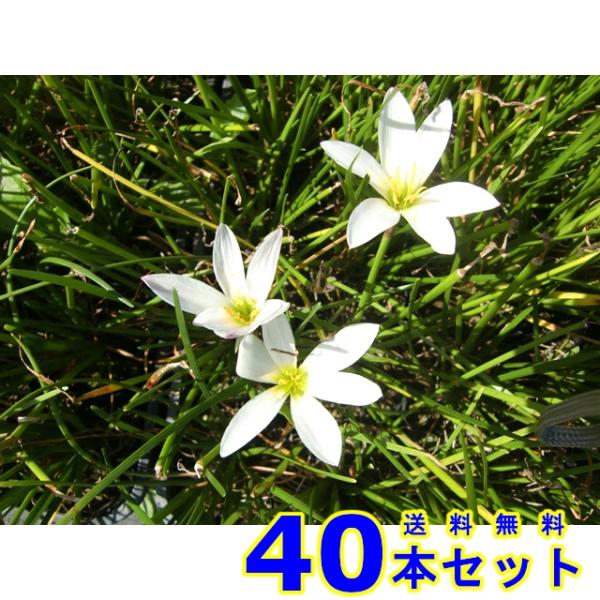 002-010031-040タマスダレ (玉簾)  9.0ｐ      40本   セットとなります。9.0ｐグランドカバー　下草　雑草予防夏?初秋に白い花を咲かせます、葉は常緑性です。タマスダレは耐寒性もあり丈夫で、放任でよくふえます。寒...