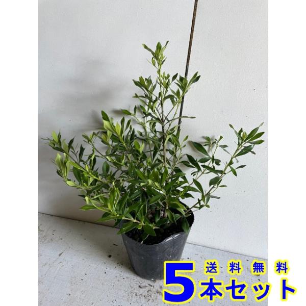 002-010037-005ヒメクチナシ (姫梔子)  13.5ｐ      5本   セットとなります。13.5ｐ植木　苗木　シンボルツリー　生垣花期は5月〜6月。育てやすくて大きくならず、観賞期間もとても長い、特に初心者におすすめの花木...