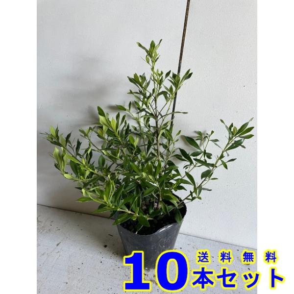 002-010037-010ヒメクチナシ (姫梔子)  13.5ｐ      10本   セットとなります。13.5ｐ植木　苗木　シンボルツリー　生垣花期は5月〜6月。育てやすくて大きくならず、観賞期間もとても長い、特に初心者におすすめの花...