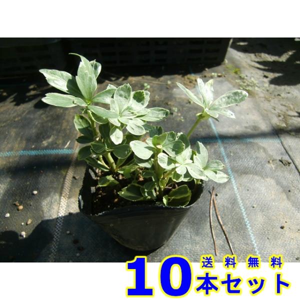 002-010041-010フイリフッキソウ (斑入り富貴草)  9.0ｐ      10本   セットとなります。9.0ｐグランドカバー　下草　雑草予防常緑性で、一年中同じような状態を保ち、ほとんど手入れ不要。春に白い花が穂になって咲きま...