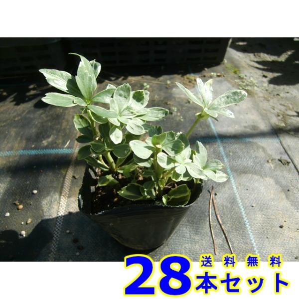 002-010041-028フイリフッキソウ (斑入り富貴草)  9.0ｐ      28本   セットとなります。9.0ｐグランドカバー　下草　雑草予防常緑性で、一年中同じような状態を保ち、ほとんど手入れ不要。春に白い花が穂になって咲きま...