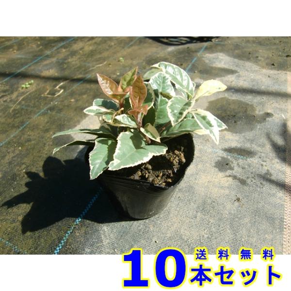 002-010043-010フイリヤブコウジ (斑入り藪柑子　十両)  9.0ｐ      10本   セットとなります。9.0ｐグランドカバー　下草　雑草予防日陰にも強いという性質や、耐寒性の強さで非常に簡単な育て方で増やすことができます...