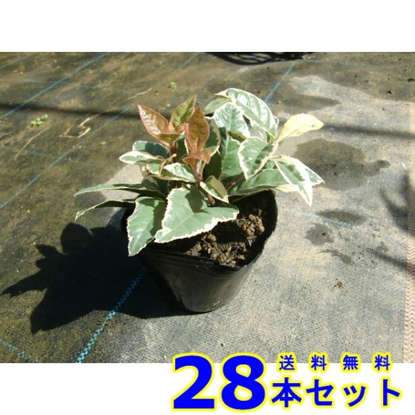 002-010043-028フイリヤブコウジ (斑入り藪柑子　十両)  9.0ｐ      28本   セットとなります。9.0ｐグランドカバー　下草　雑草予防日陰にも強いという性質や、耐寒性の強さで非常に簡単な育て方で増やすことができます...