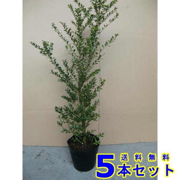 002-010056-005キンメツゲ (金芽柘植)  15.0ｐ      5本   セットとなります。15.0ｐ植木　苗木　シンボルツリー　生垣キンメツゲの新芽は名前の通り黄色が鮮やかで、常緑樹ながら春の季節感を感じられます。生垣の材料...