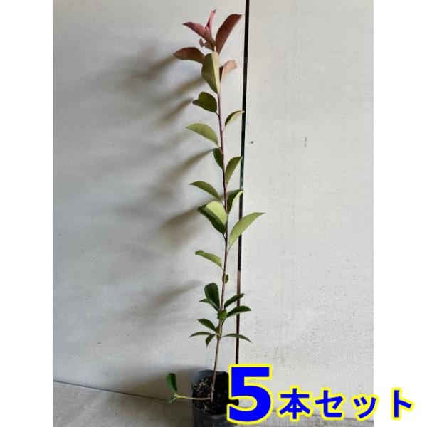 002-010108-005レッドロビン (ベニカナメモチ)  9.0ｐ      5本   セットとなります。9.0ｐ植木　苗木　シンボルツリー　生垣常緑樹です。生垣として利用されたり、シンボルツリーとしても人気の高い樹木です。新芽があざ...