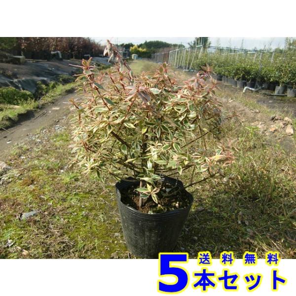 007-010002-005アベリア　コンフェッティ (斑入りアベリア)  15.0ｐ      5本   セットとなります。15.0ｐ植木　苗木　シンボルツリー　生垣 新葉は斑が濃桃色になります。また、冬の時期には斑の部分が紅葉し、濃桃色...