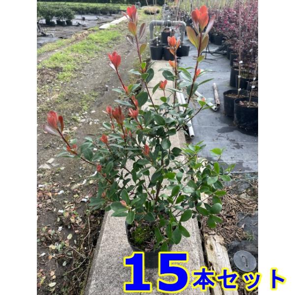 007-010022-015ヒメシャリンバイ (姫車輪梅)  13.5ｐ      15本   セットとなります。13.5ｐ植木　苗木　シンボルツリー　生垣新芽は赤くなりますが、花は白っぽいかわいらしいピンク色に咲きます。生垣として利用され...