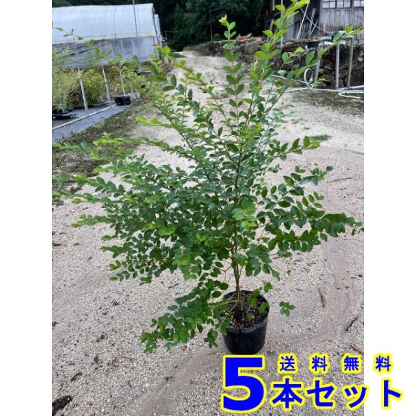 009-010009-005プリペット (セイヨウイボタノキ)  15.0ｐ      5本   セットとなります。15.0ｐ植木　苗木　生垣生垣として利用されたり、洋風の庭など、使い勝手がよく、多く植栽されている人気の樹木です。常緑〜半常...
